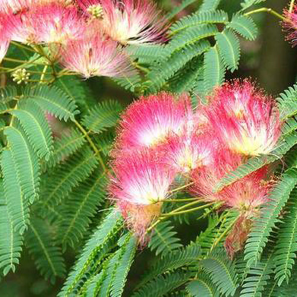 Silk Tree | C&J Gardening Center