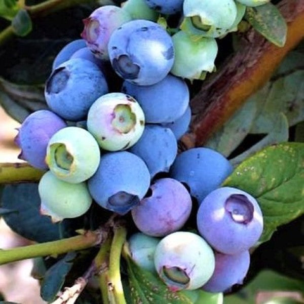 Misty Blueberry | C&J Gardening Center