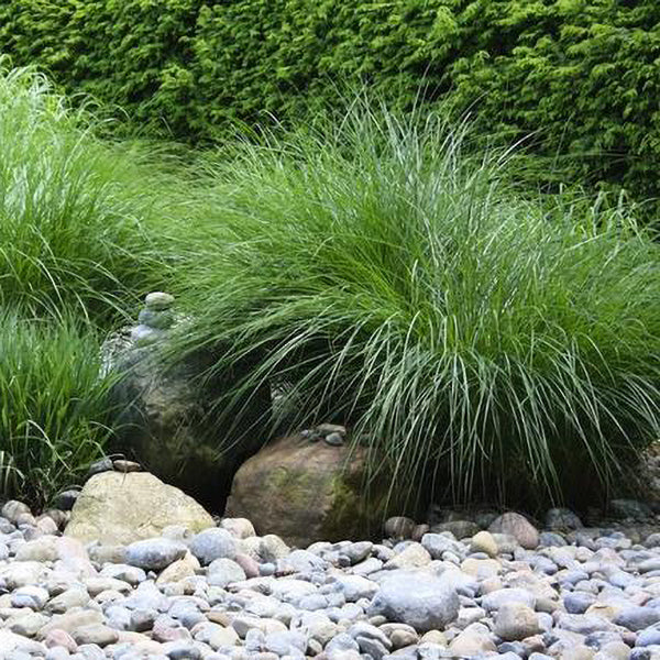 Mondo Grass | C&J Gardening Center