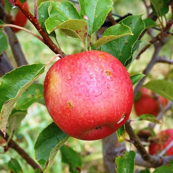 Pink Lady Apple Tree