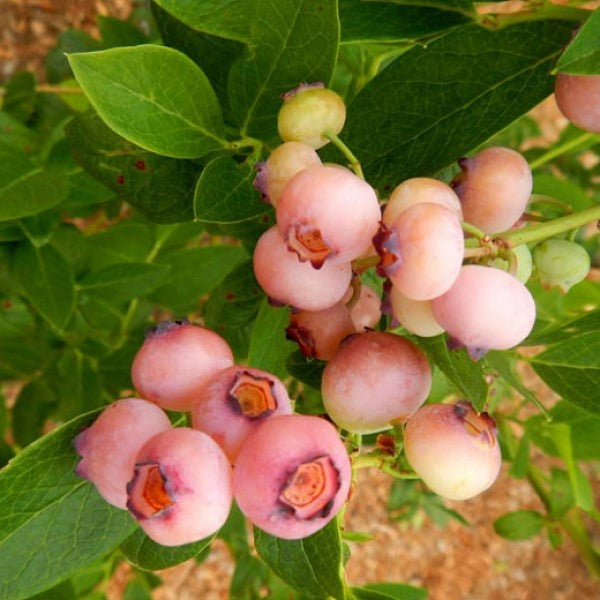 Pink Lemonade Blueberry | C&J Gardening Center