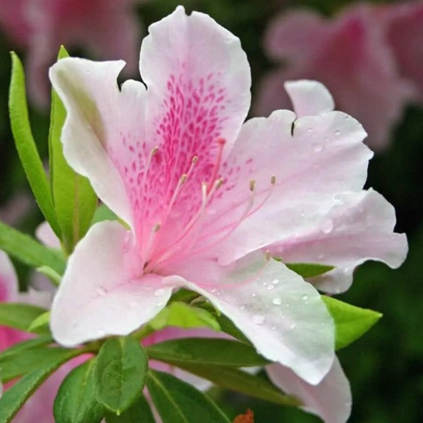 Pink Shade Azalea | C&J Gardening Center