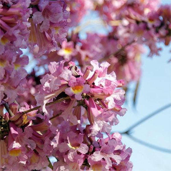Purple Tabebuia Tree