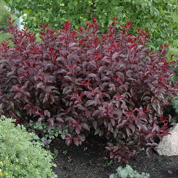 Purple Leaf Flowering Sand Cherry | C&J Gardening Center