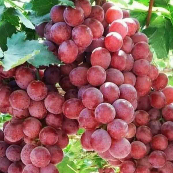 Red Globe Grape | C&J Gardening Center