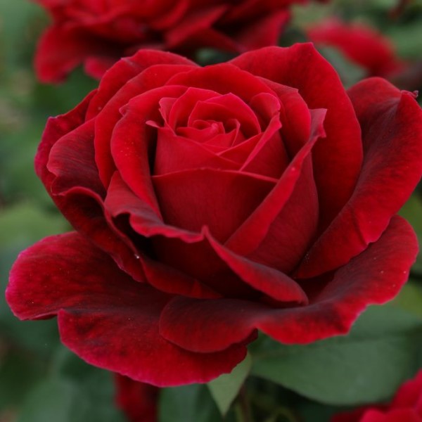 Mister Lincoln Red Rose Shrub | C&J Gardening Center