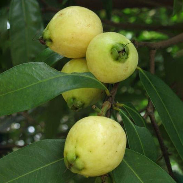 Rose Apple | C&J Gardening Center
