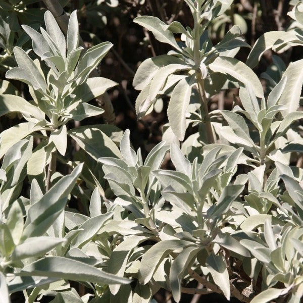 White Sage | C&J Gardening Center