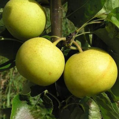 Hosui Asian Pear | C&J Gardening Center