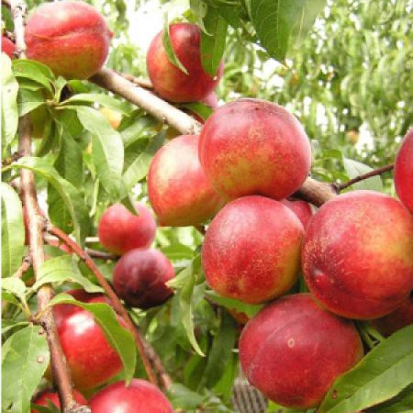 Silver Lode Nectarine | C&J Gardening Center