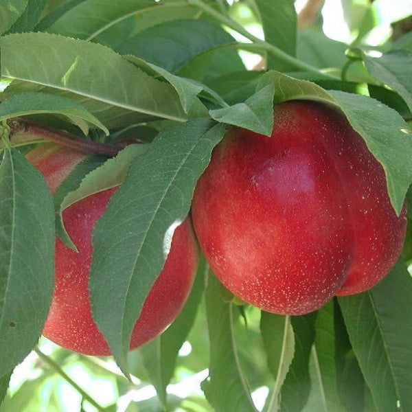 Goldmine Nectarine | C&J Gardening Center