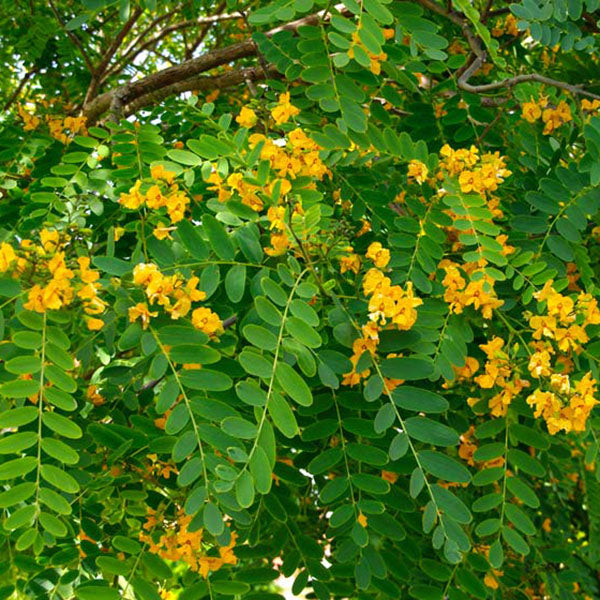 Tipu Tree | C&J Gardening Center