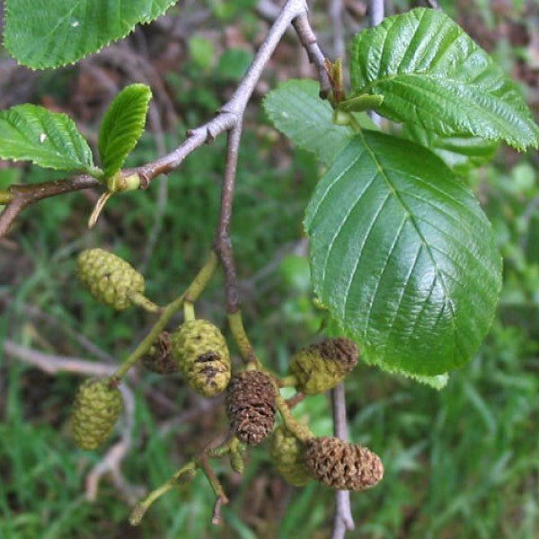 White Alder Tree | C&J Gardening Center