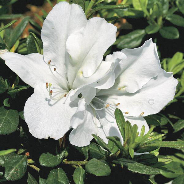 Pink Shade Azalea | C&J Gardening Center