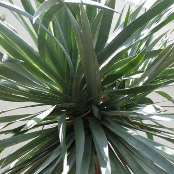 Dragon Tree | C&J Gardening Center