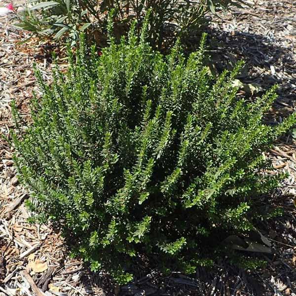 Dwarf Myrtle | C&J Gardening Center