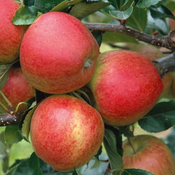 Liberty Apple | C&J Gardening Center
