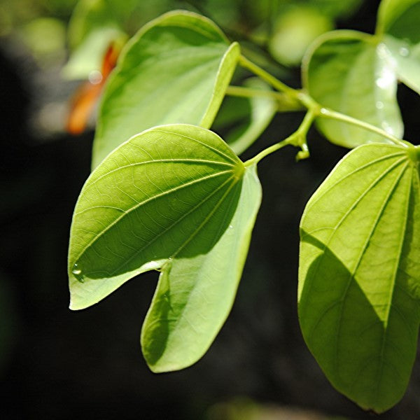 Hong Kong Orchid | C&J Gardening Center