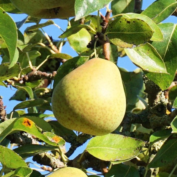 Hood Pear | C&J Gardening Center