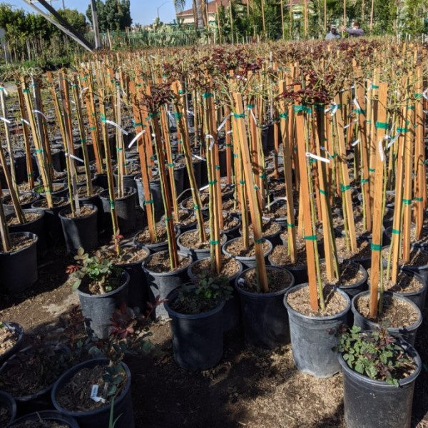 Mister Lincoln Red Rose Tree | C&J Gardening Center