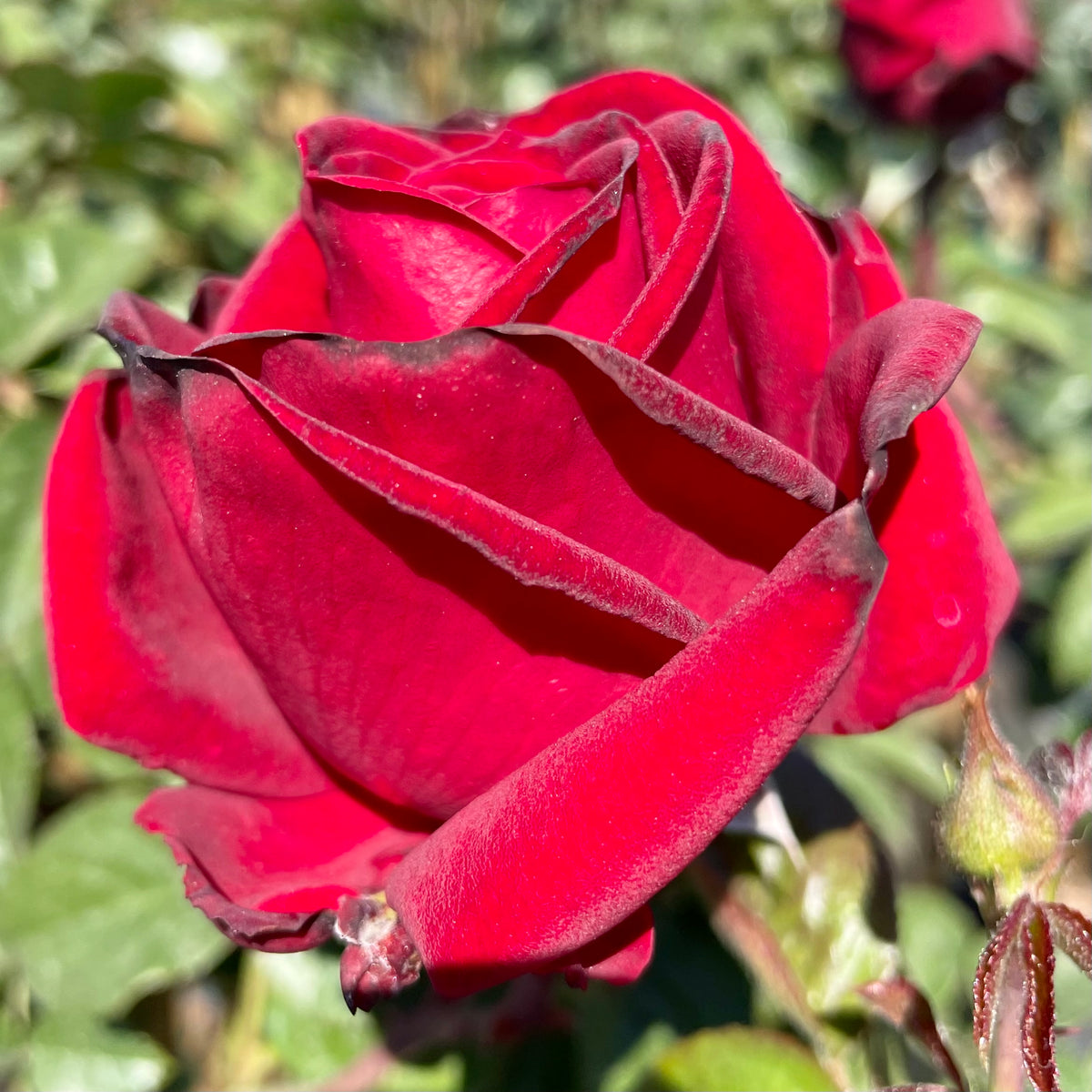 Peak Performance Dark Red Rose Tree | C&J Gardening Center