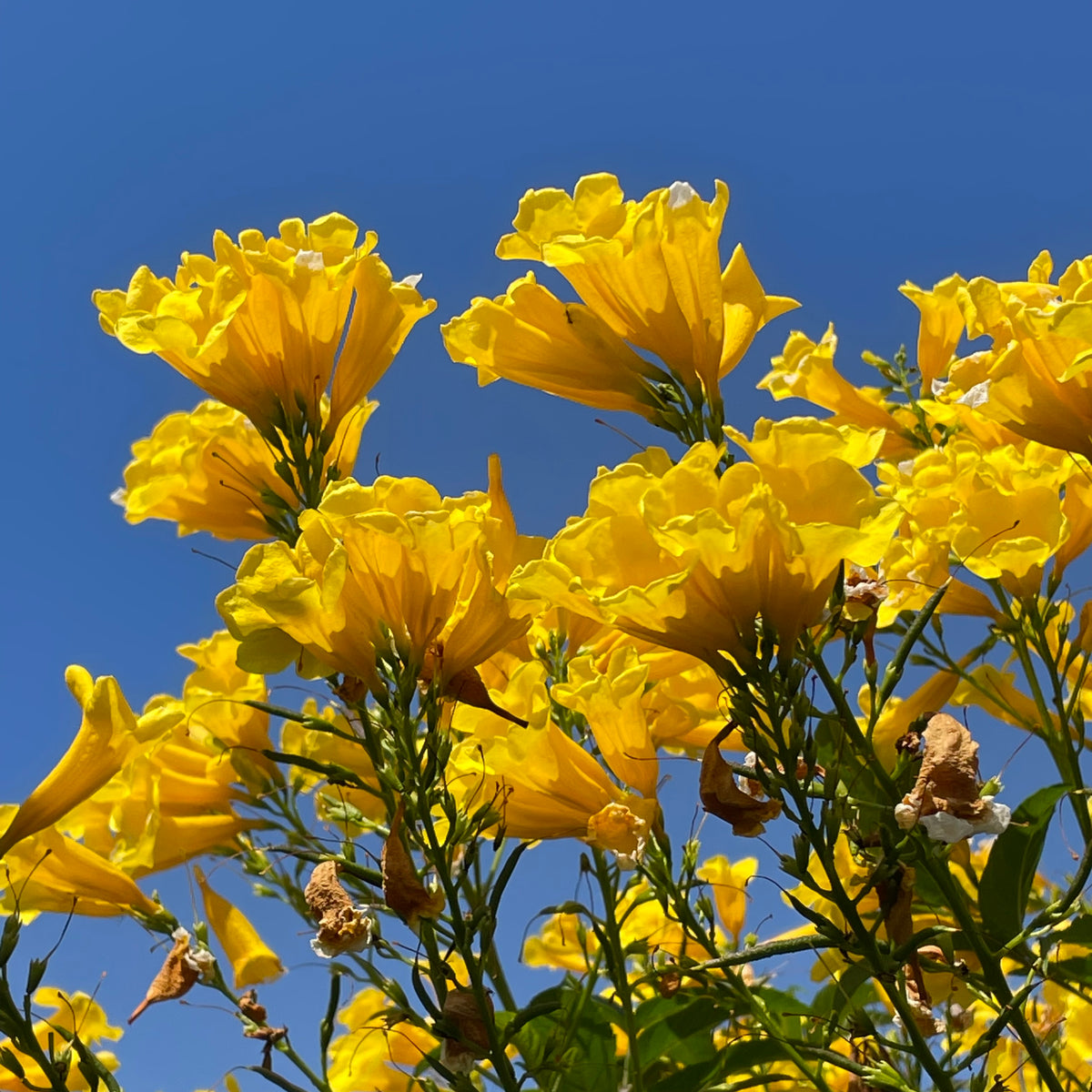 Yellow Trumpet Flower Tree | C&J Gardening Center