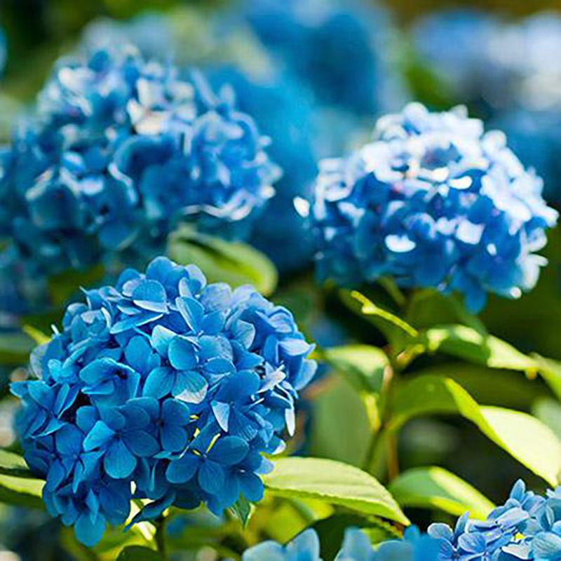 Blue Hydrangea | C&J Gardening Center