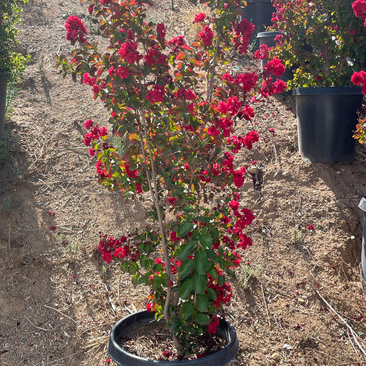 Red Crape Myrtle | C&J Gardening Center