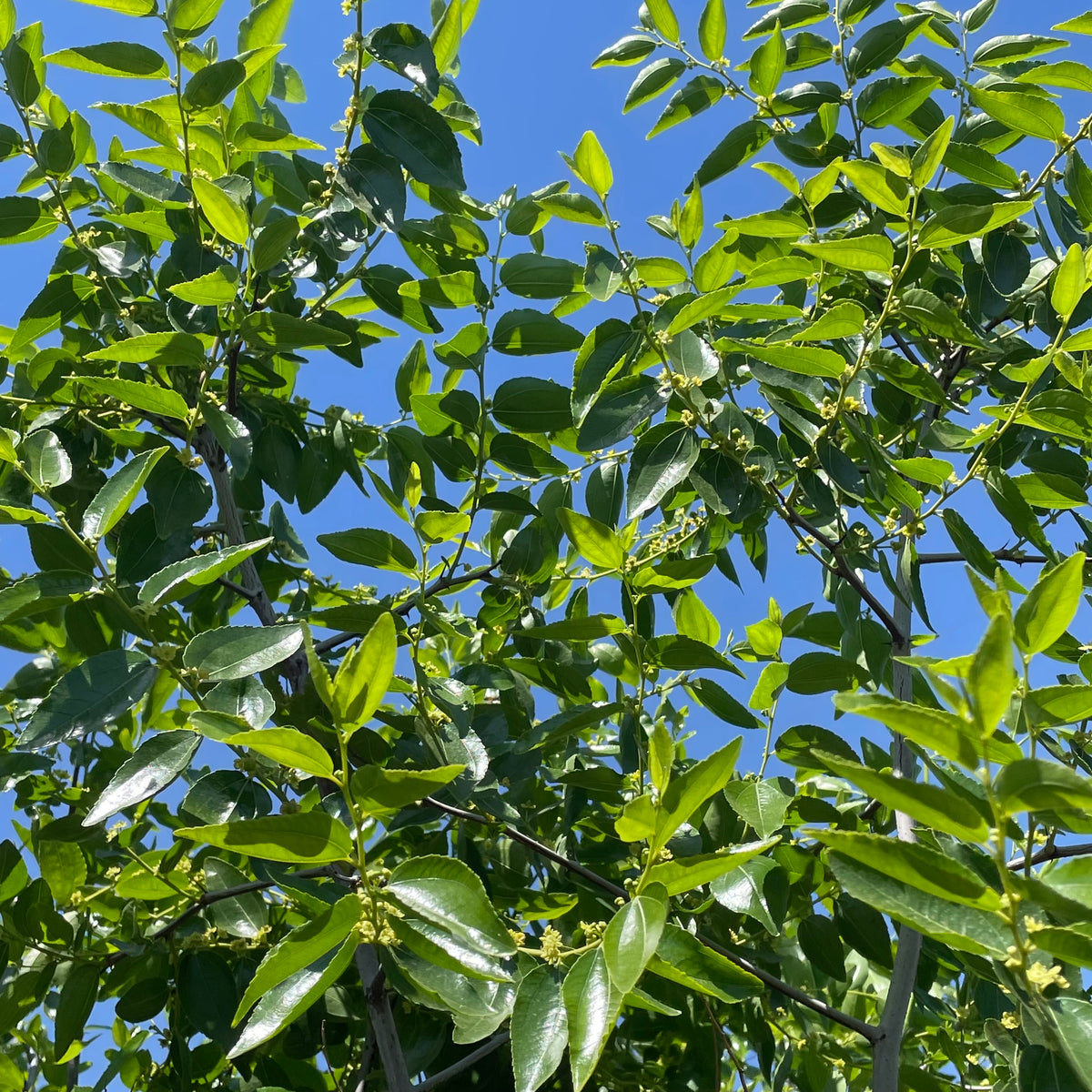 Li Jujube | C&J Gardening Center