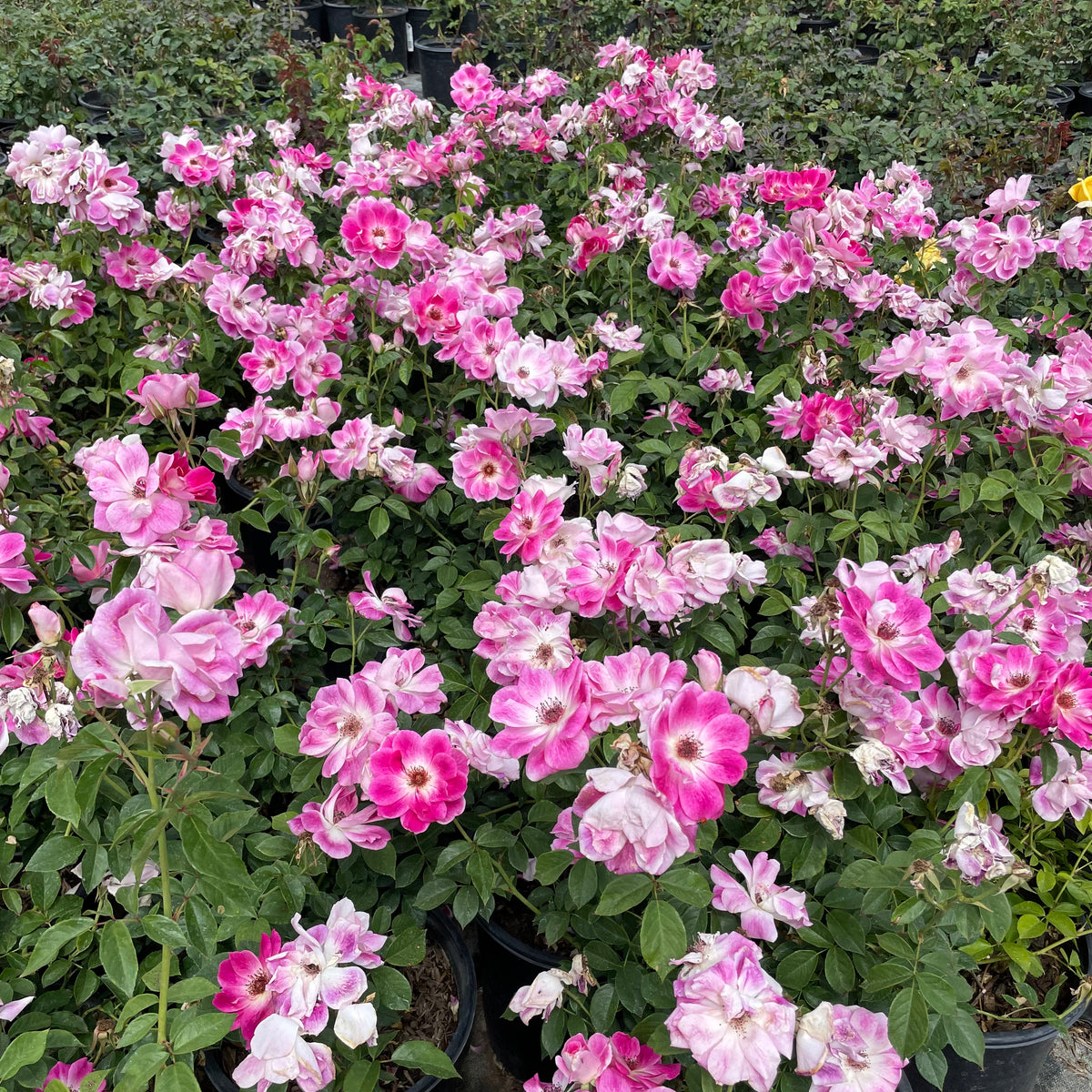 Brilliant Pink Iceberg Rose | C&J Gardening Center
