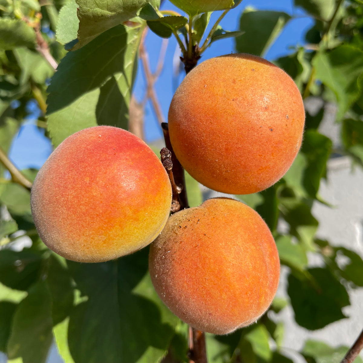 Blenheim Royal Apricot | C&J Gardening Center