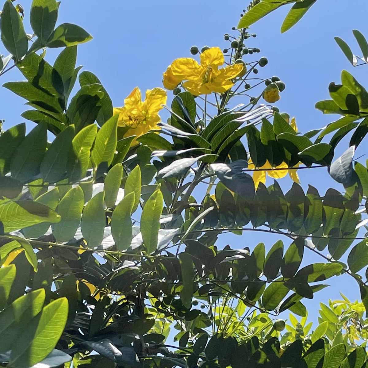 Gold Medallion Tree | C&J Gardening Center