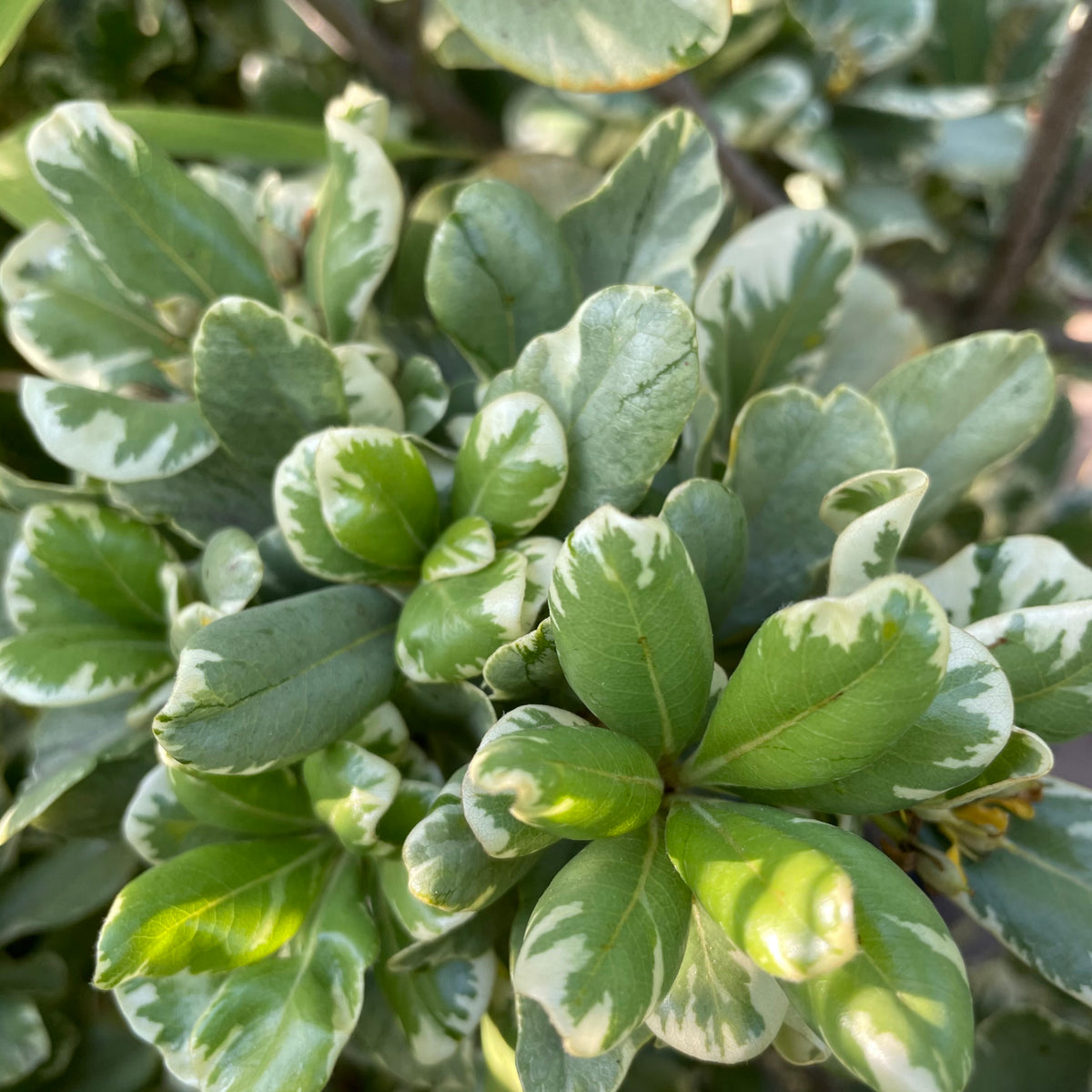 Variegated Mock Orange | C&J Gardening Center