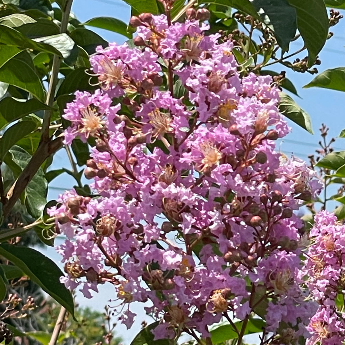 Lavender Crape Myrtle | C&J Gardening Center
