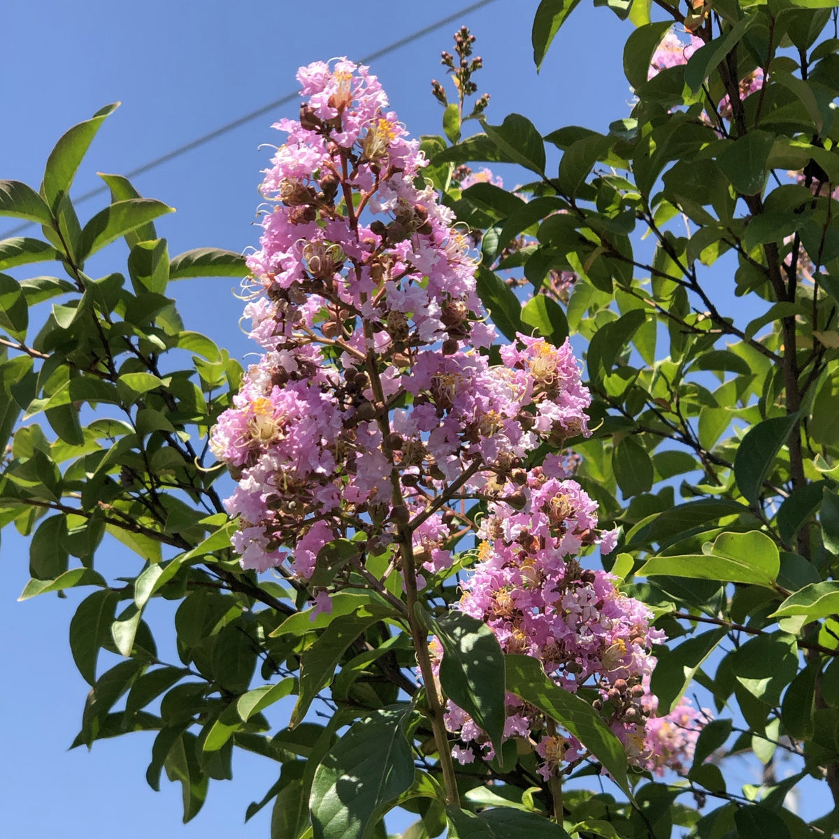 Lavender Crape Myrtle | C&J Gardening Center