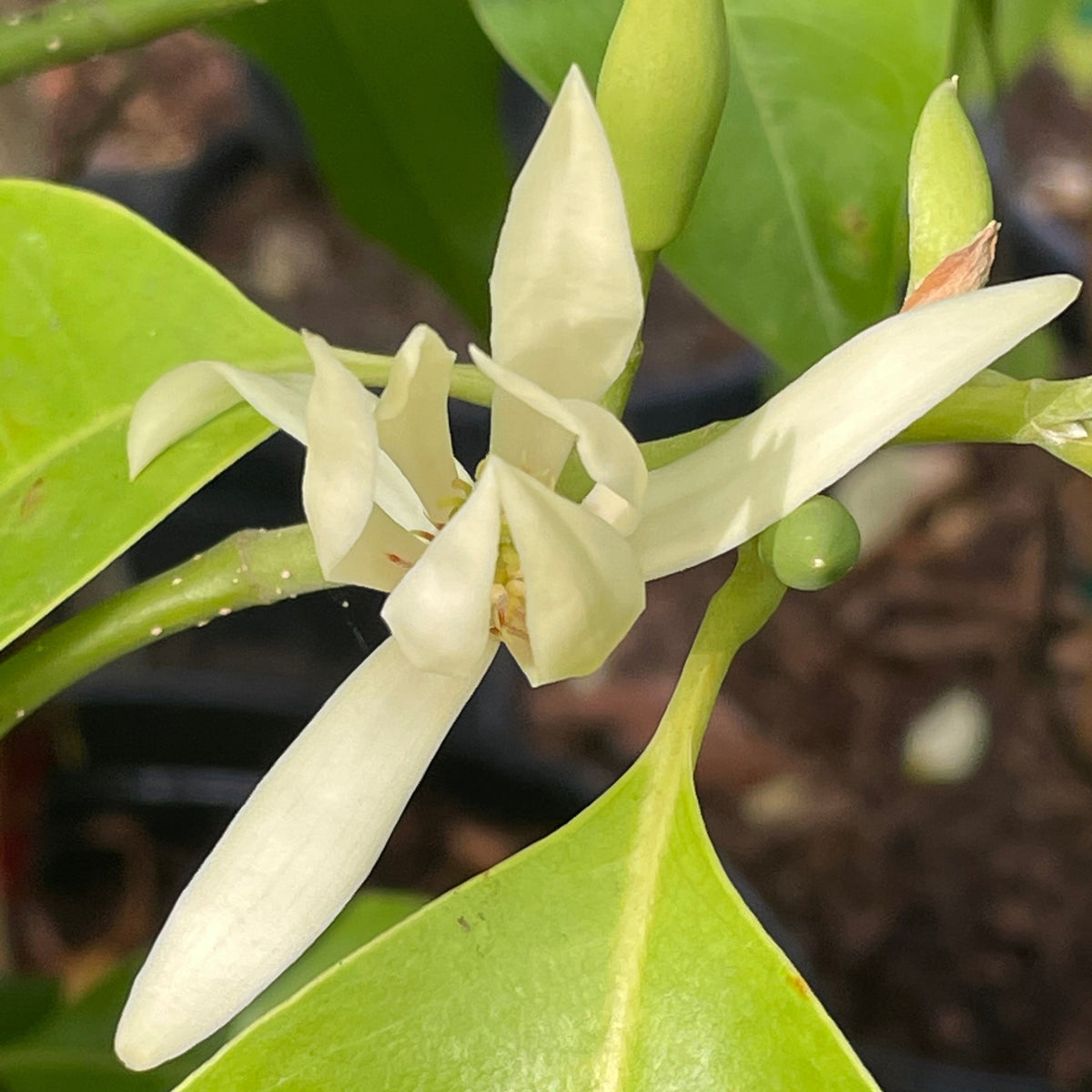 Michelia Alba | C&J Gardening Center
