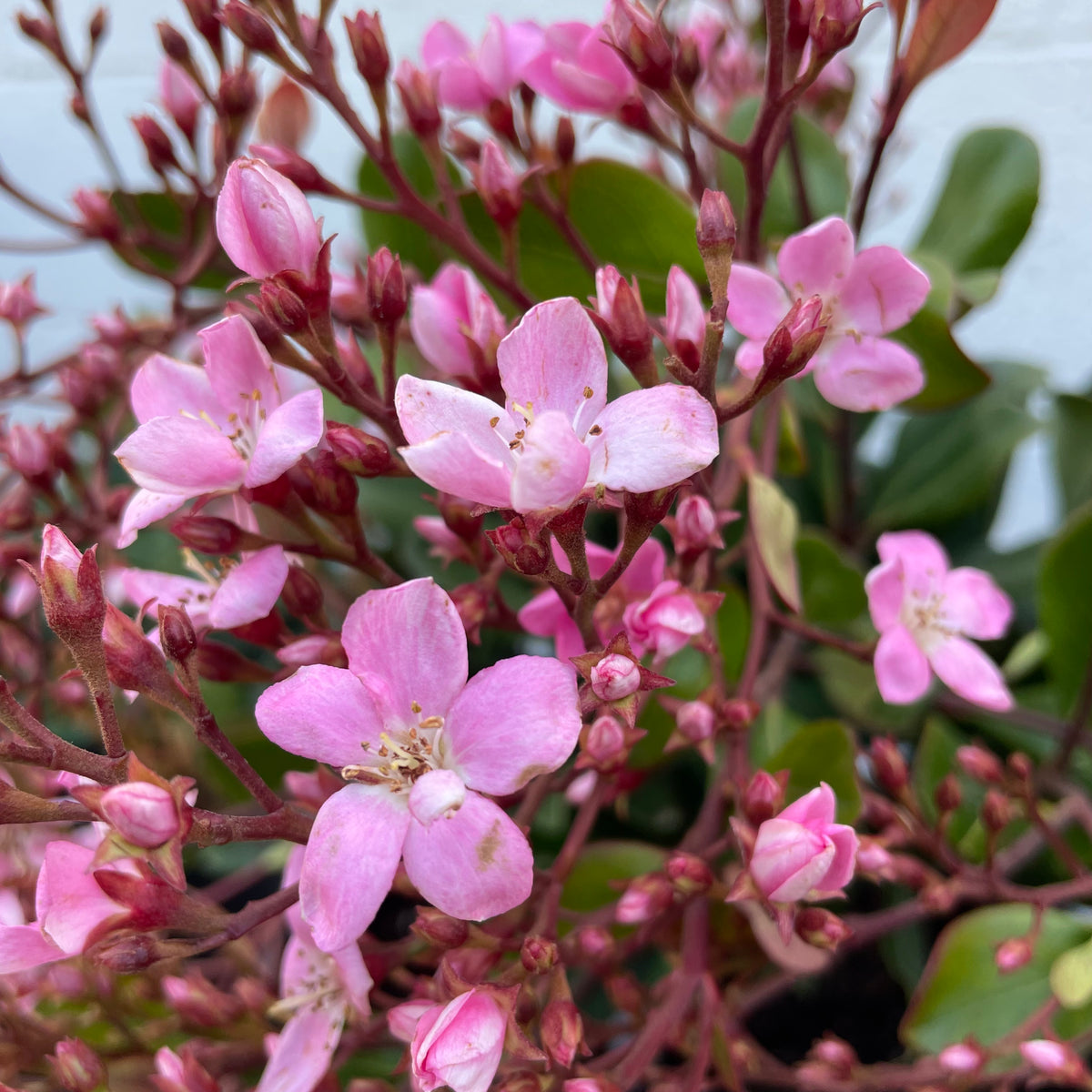Pink Lady Indian Hawthorn | C&J Gardening Center