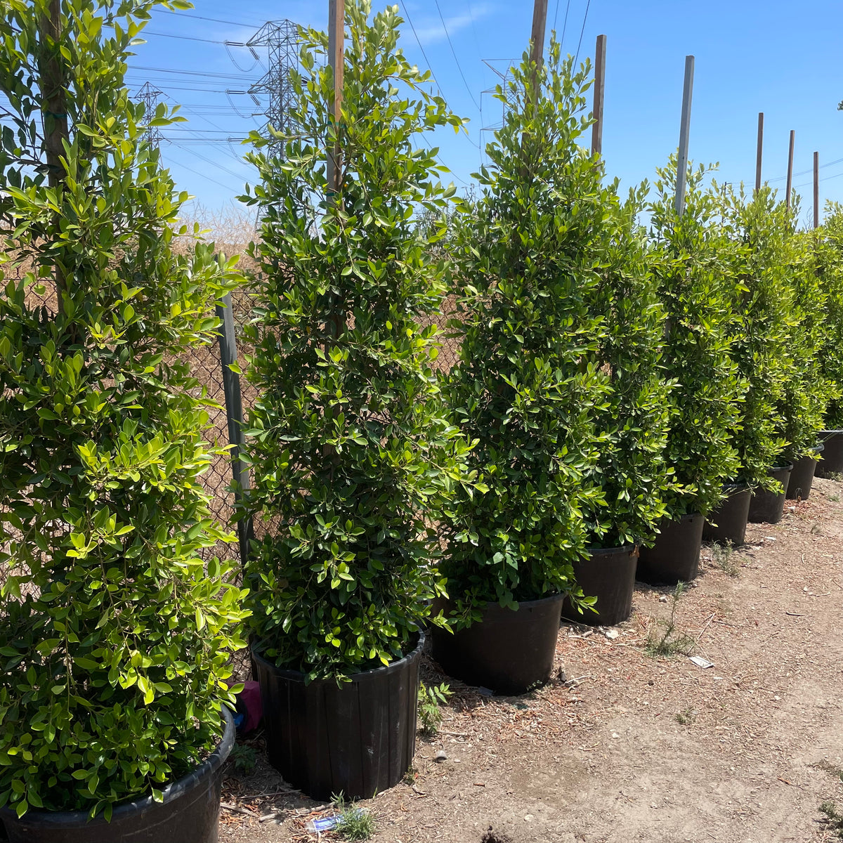Indian Laurel Columns - Ficus nitida | C&J Gardening Center