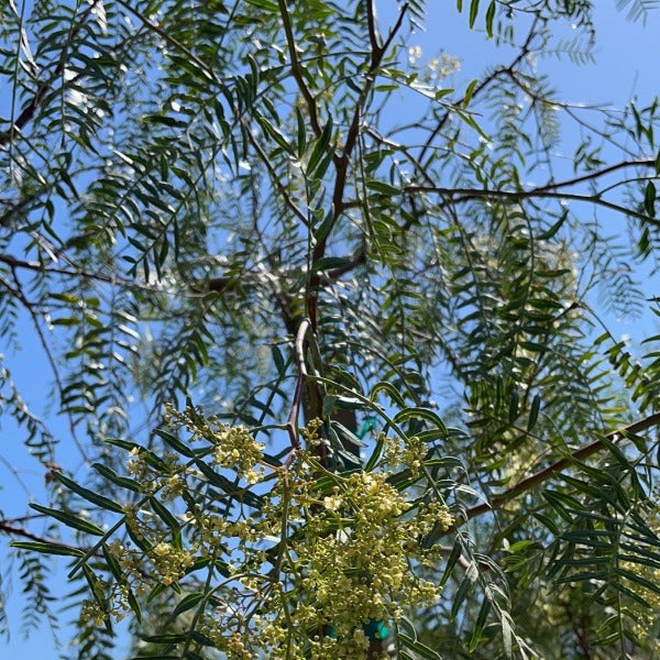California Pepper Tree | C&J Gardening Center