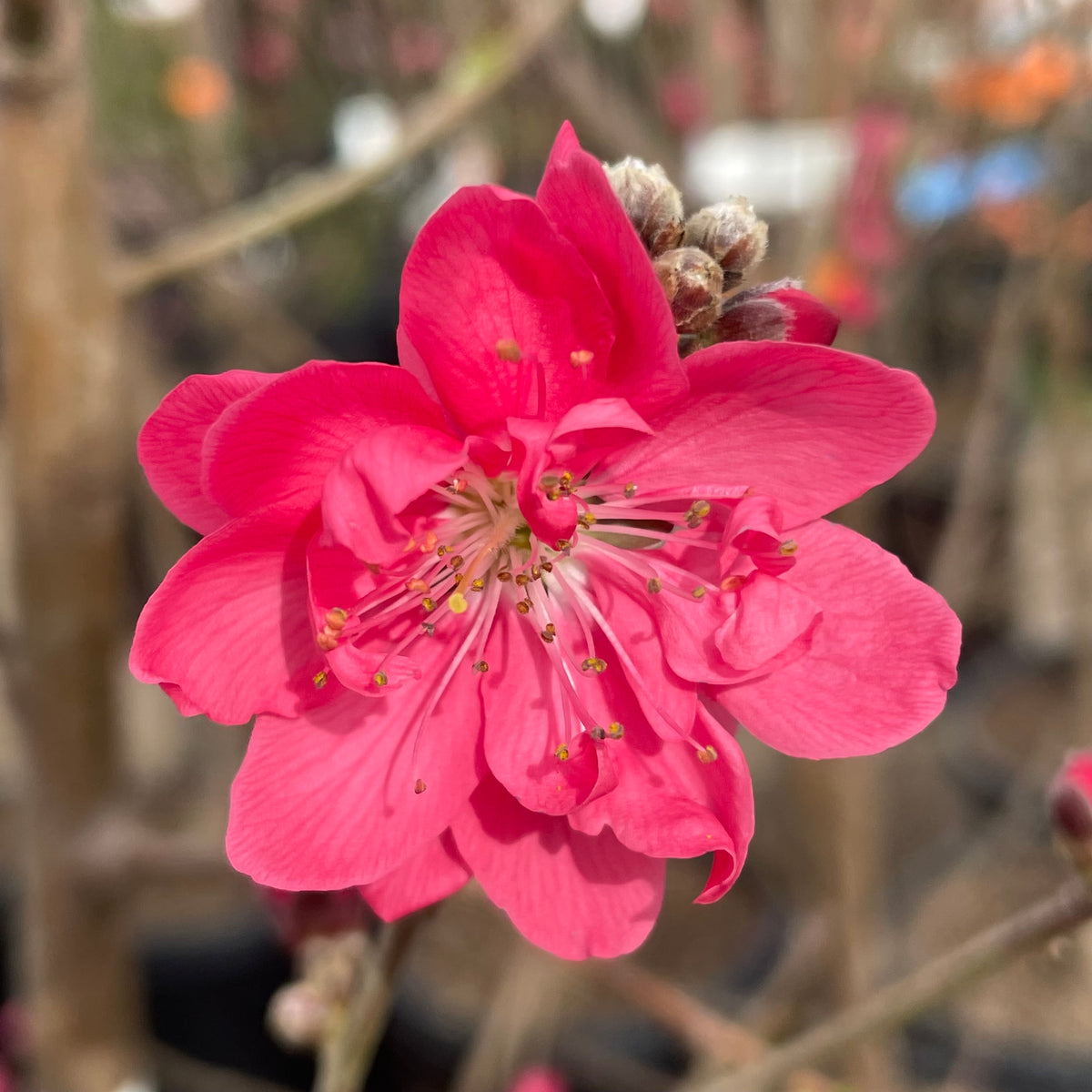 Early Red Flowering Peach | C&J Gardening Center