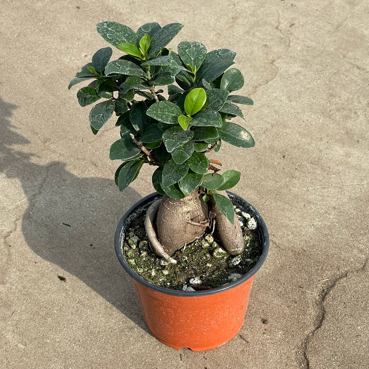 Ficus microcarpa | C&J Gardening Center
