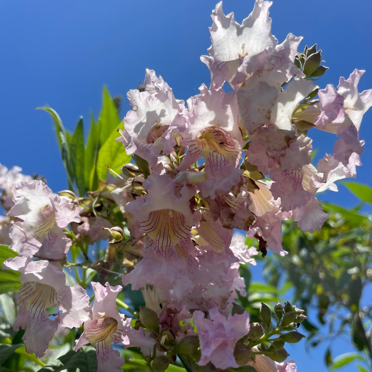 Chitalpa-Pink Dawn | C&J Gardening Center