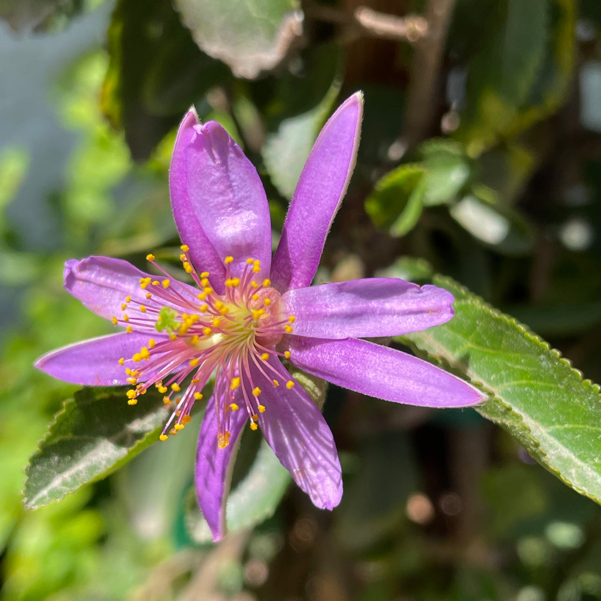 Lavender Star Flower | C&J Gardening Center
