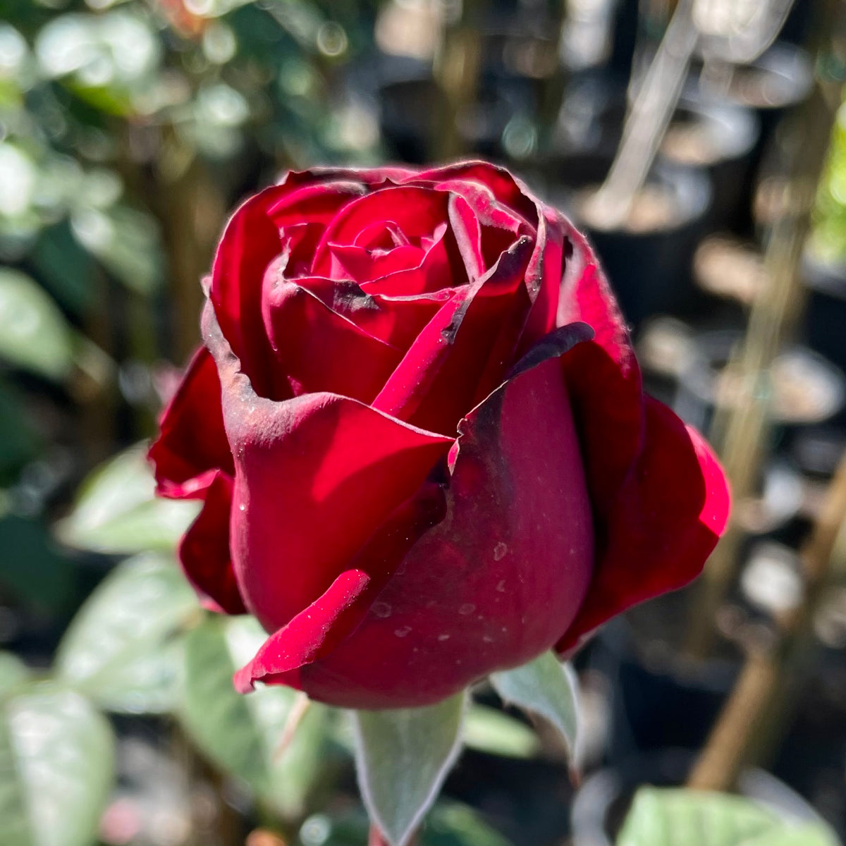 Peak Performance Dark Red Rose Tree | C&J Gardening Center
