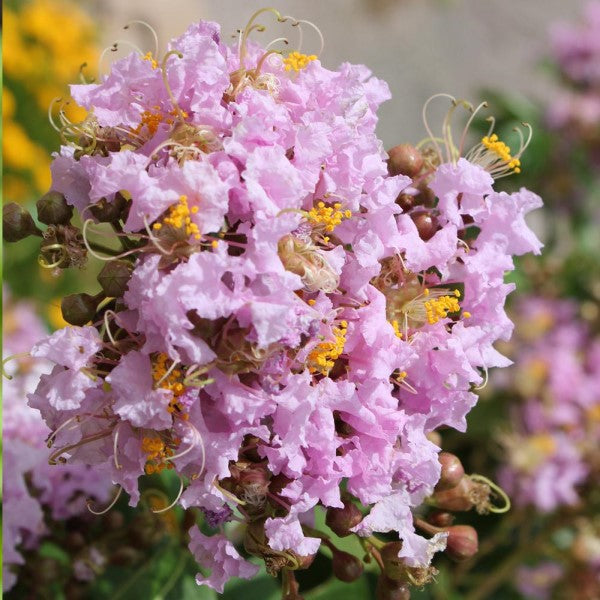 Lavender Crape Myrtle | C&J Gardening Center