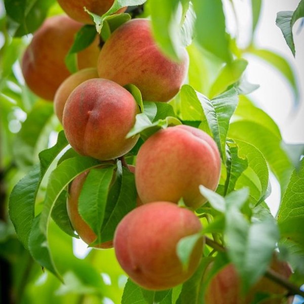 White Lady Peach | C&J Gardening Center
